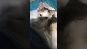 Котенок стал самостоятельно приподниматься