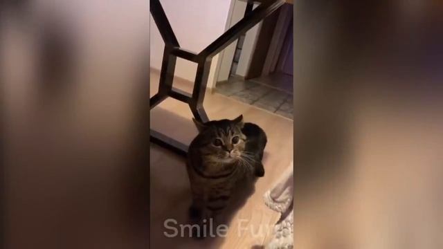 Смешные котики #85.mp4