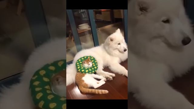 funny dogs 60#Shorts/забавные собаки