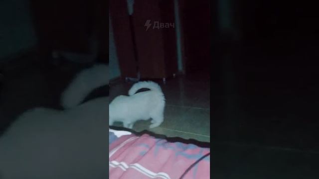 Хозяйка это из за тебя.