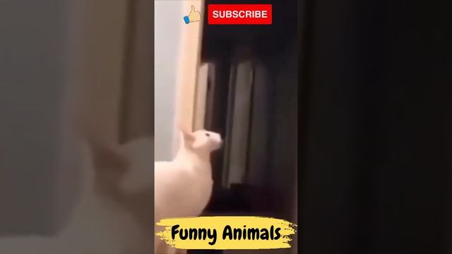 Смешные Животные
