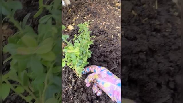 Брусника Коралл