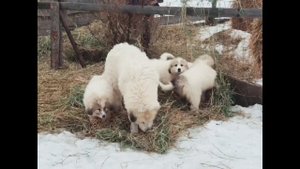 Бесконечное мимими - щенки пиренейской горной собаки