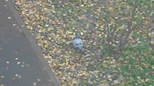 Голуби ищут еду под листьями 35454354 DSCN4914