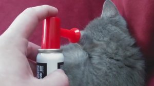 Изверг разбудил котёнка клаксоном
