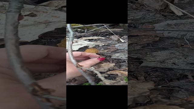 ❗Сморчковая шапочка❗