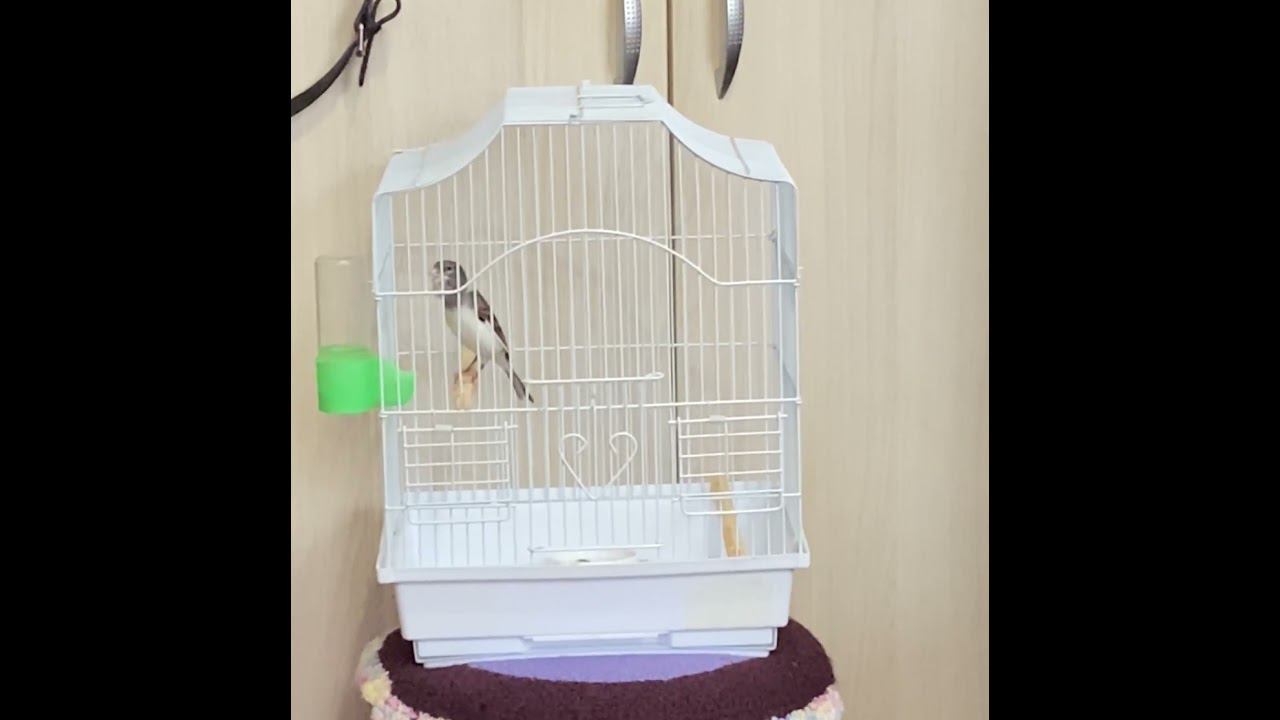 Кенар бело-голубой 5 месяцев