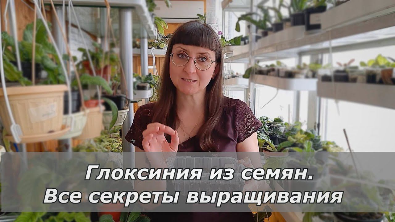Выращивание глоксинии из семян. Секрет успеха.
