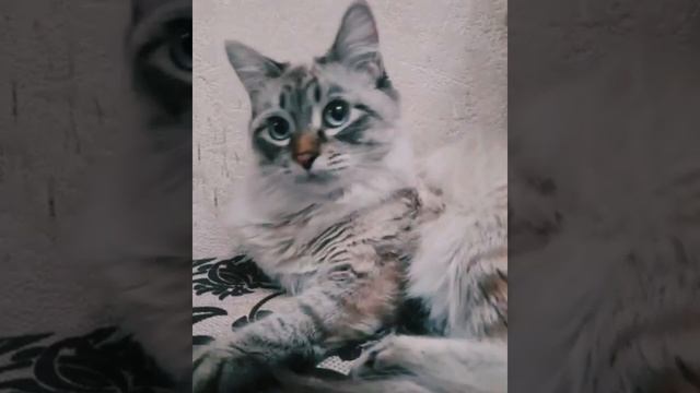 Смешные котики. Котик - звезда. #shorts