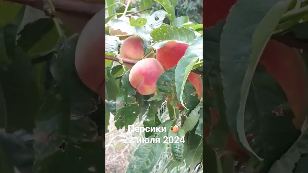 Персики в саду  22 июля 2024 г.