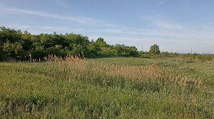 Отличная приездка стайки и Яркий гон гончих 20230512