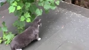 Всё потому, что кто-то слишком много ест