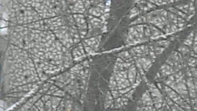 Белка по ветвям деревьев 3455458  DSCN5076