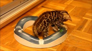 Бенгальские котята.Питомник "Jaguar Jungle"
