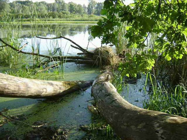 Варварино лето