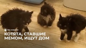 Котята, ставшие мемом, ищут дом