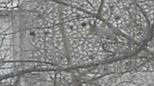 Белка прыгает по веткам 54688436456 DSCN5098