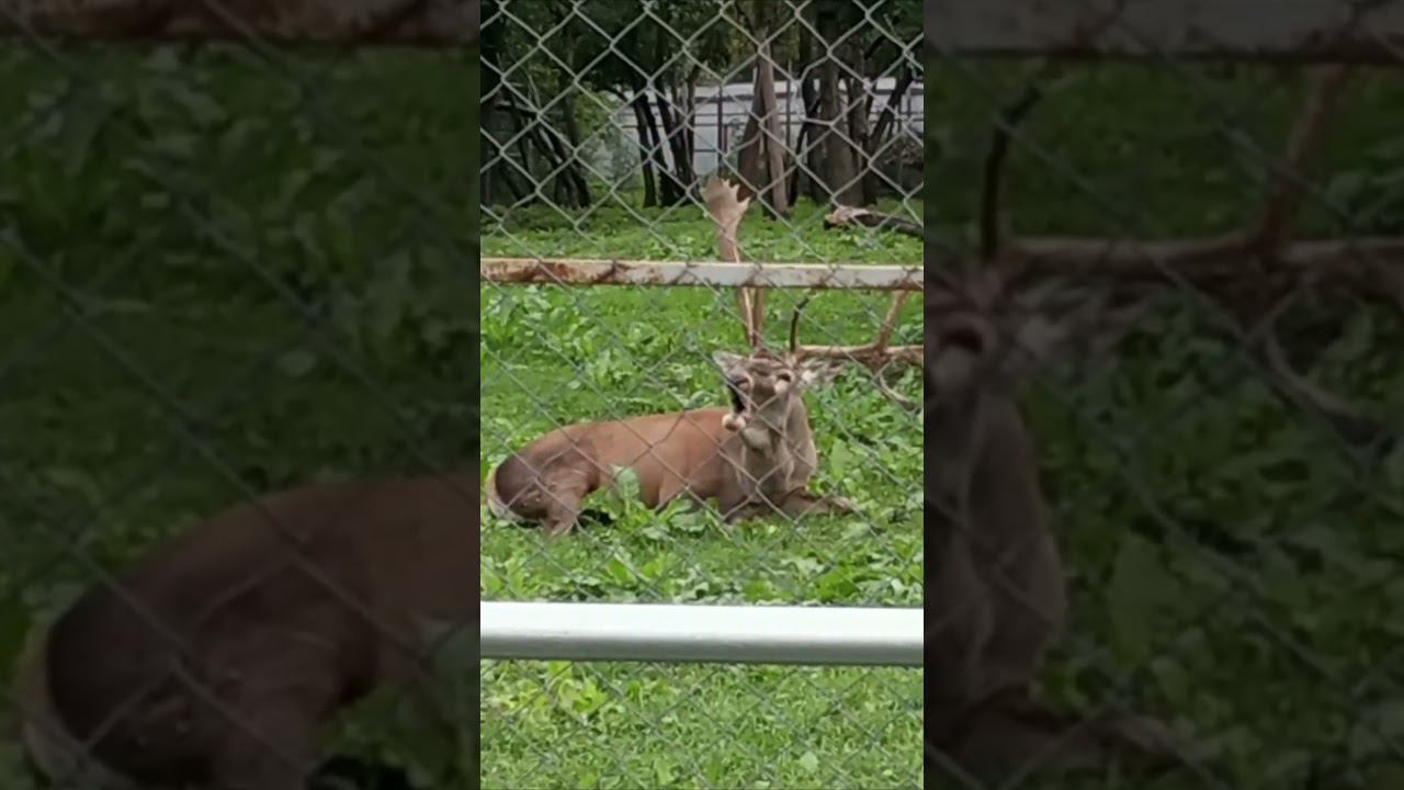 Олень зовет подружку #shorts #short #shortvideo #shortsvideo #wildlife #wildanimals #deer #deerlife