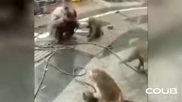 Обезьяна взяла нож
