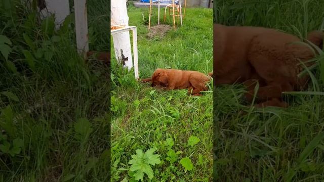 Маленькая злюка