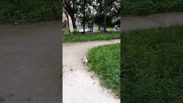 прогулянка #dog #animals #humor #yorkshireterrier #йоркширскийтерьер #собака #йорк