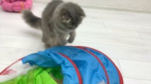 Маленький котенок играет с приемной кошкой