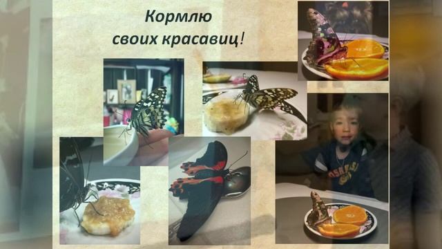 Пресняков Иван–ГБОУ Школа No1601–Москва – Бабочки-чудо природы.mp4