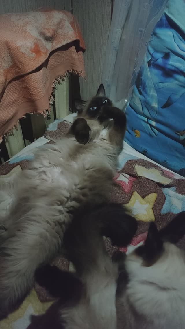 Алиса чилит