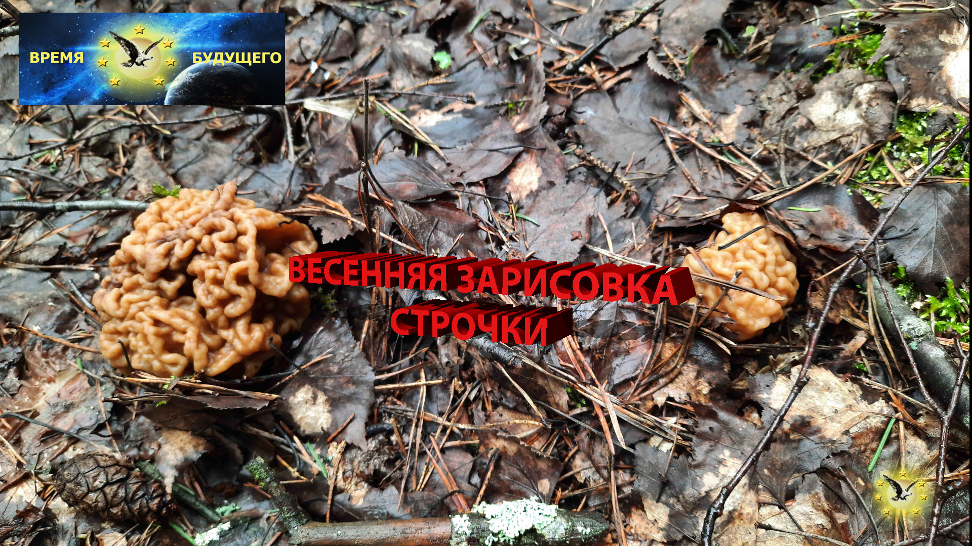 Весенняя зарисовка. Строчки.
