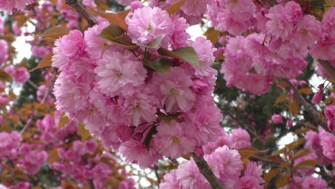 Цветение сакуры в Керчи