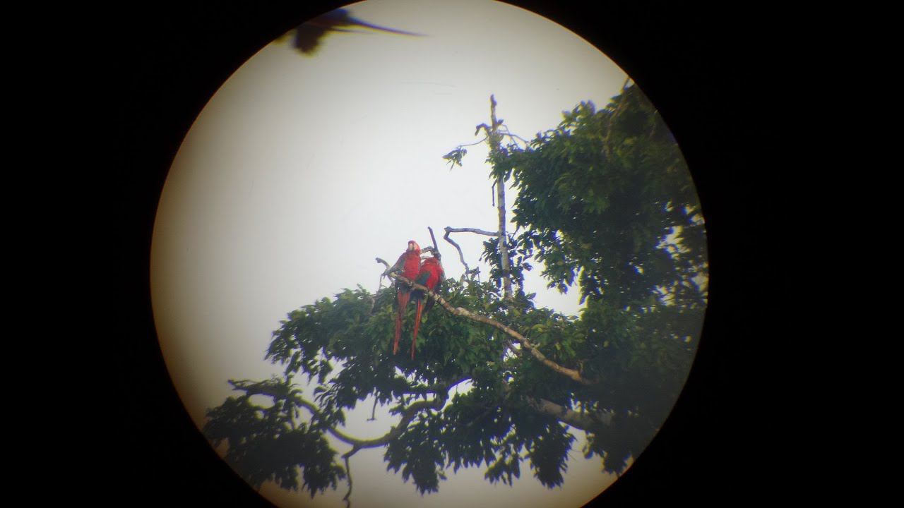 2013 Peru Jungle Trip