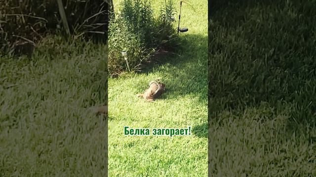 Белки тоже любят загорать.