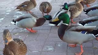 Прикольные утки в Твери