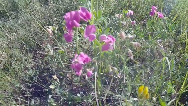 Толкостав в Азовском немецком национальном районе Омской области_Tolkostav in the Omsk region