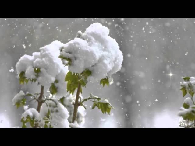 Весна.  Футаж 5. Скачать бесплатно.