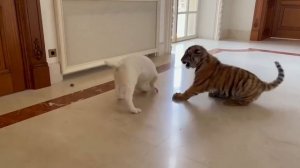 VID_20230704_094726_911.mp4
