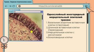 трахея