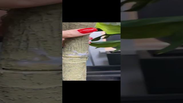 VID-20230602-WA0022.mp4