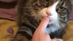 Кот сосет палец перед сном