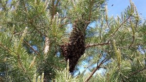 Второе роение на пасеке в 2024 году (24.05.2024 года)