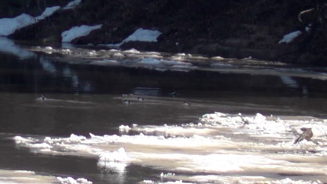 Утки прилетели.mp4