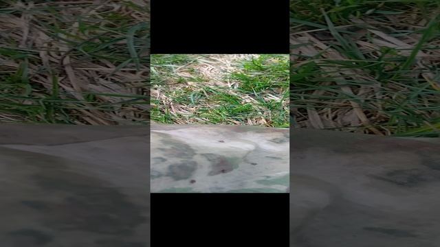 Атака клещей.