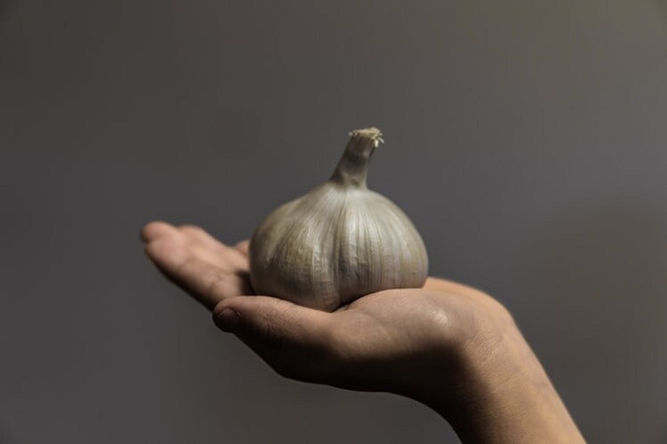 Технология выращивания ЧЕСНОКА - от посадки до выкопки         #garden  #farm  #garlic
