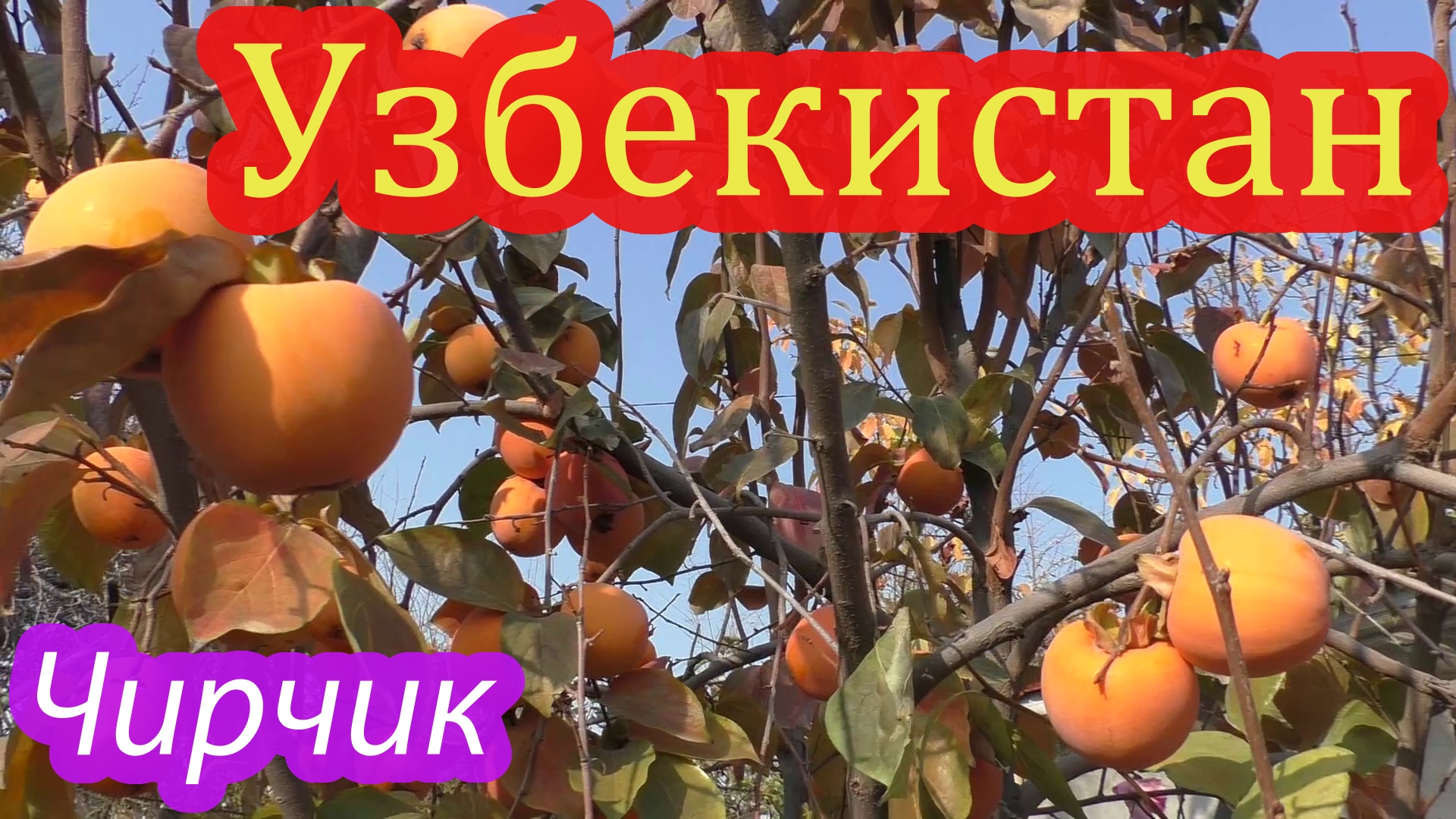 Узбекистан, сбор урожая хурмы и гранат.mp4