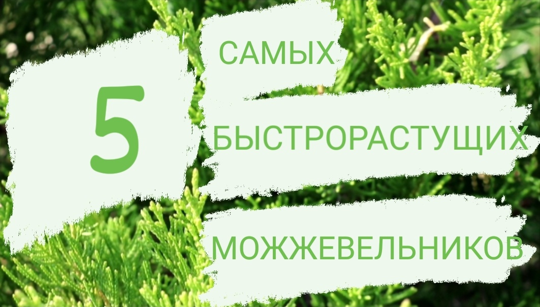5 БЫСТРОРАСТУЩИХ МОЖЖЕВЕЛЬНИКОВ В МОЖЖЕВЕЛОВОМ САДУ?