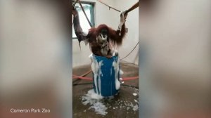 Пенное купание орангутанга