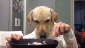 Лабрадор Гуф ест пельмени) Labrador Guf eat dumplings