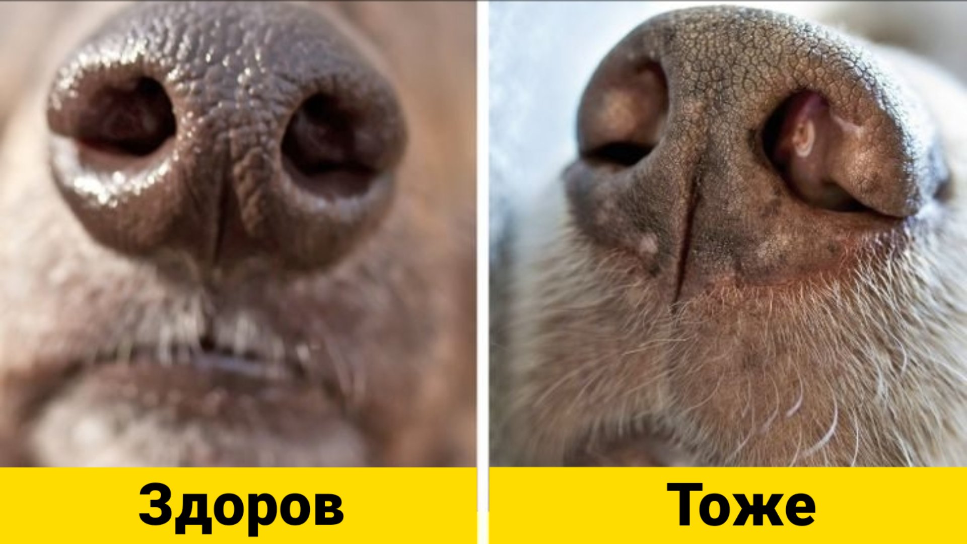 Сухой Нос Собаки – это Признак Болезни? смотреть онлайн видео от ...