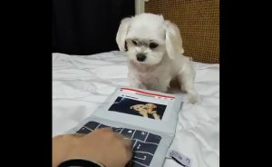 Ноутбук для собакена