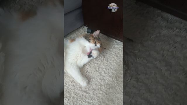 ➡️Это видео для НОВИЧКОВ, которые только что ПОДПИСАЛИСЬ на наш YAPPY канал!⬅️| Симка и Алиса Rutube